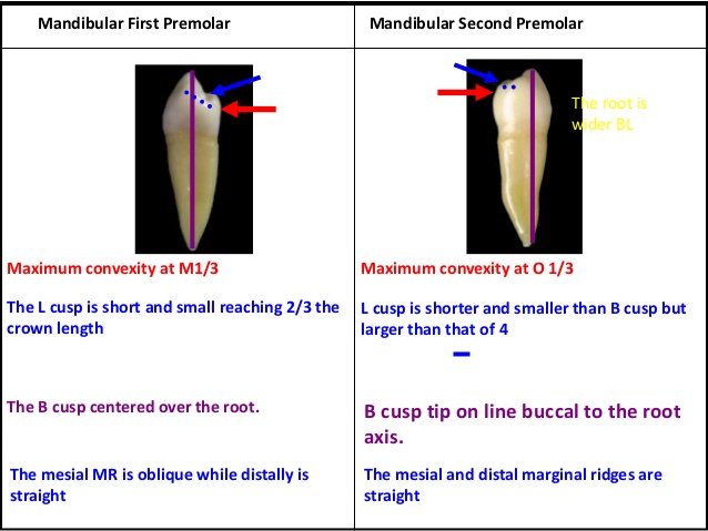 mandibular-2nd-premolar-29-638 | Excel BDS